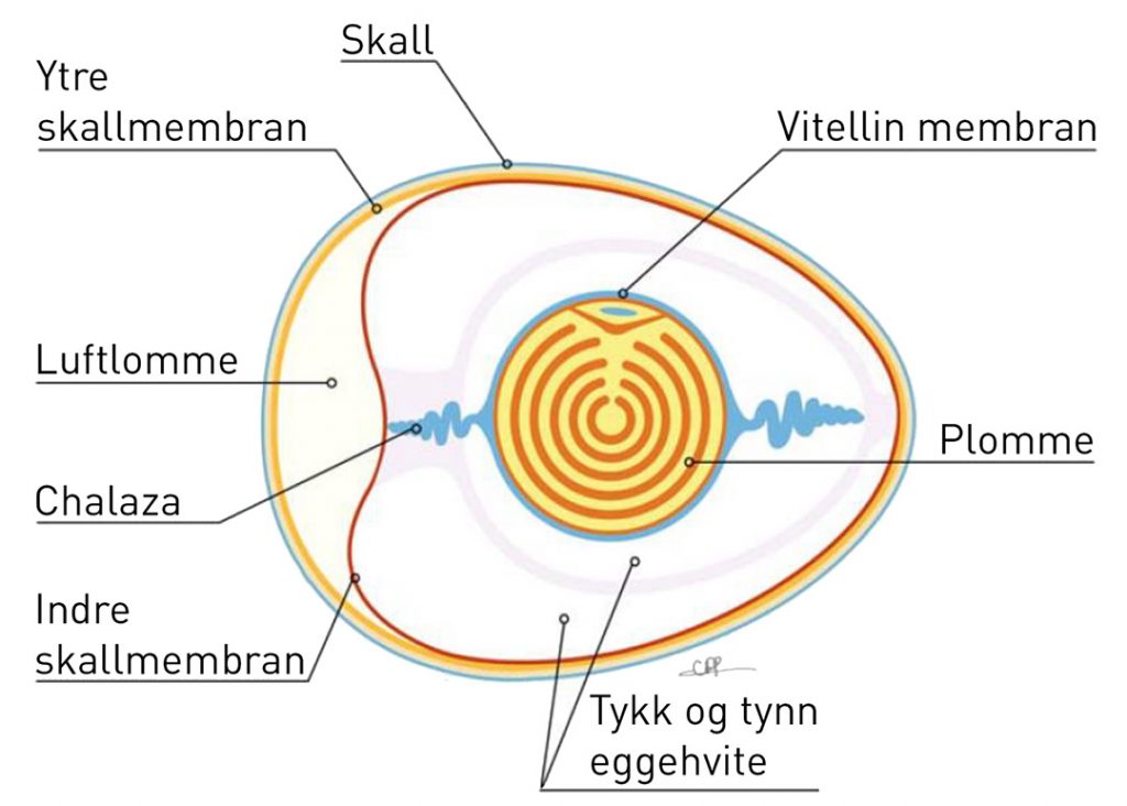 Eggeskallet: Superkrefter rett fra naturen - Bondevennen