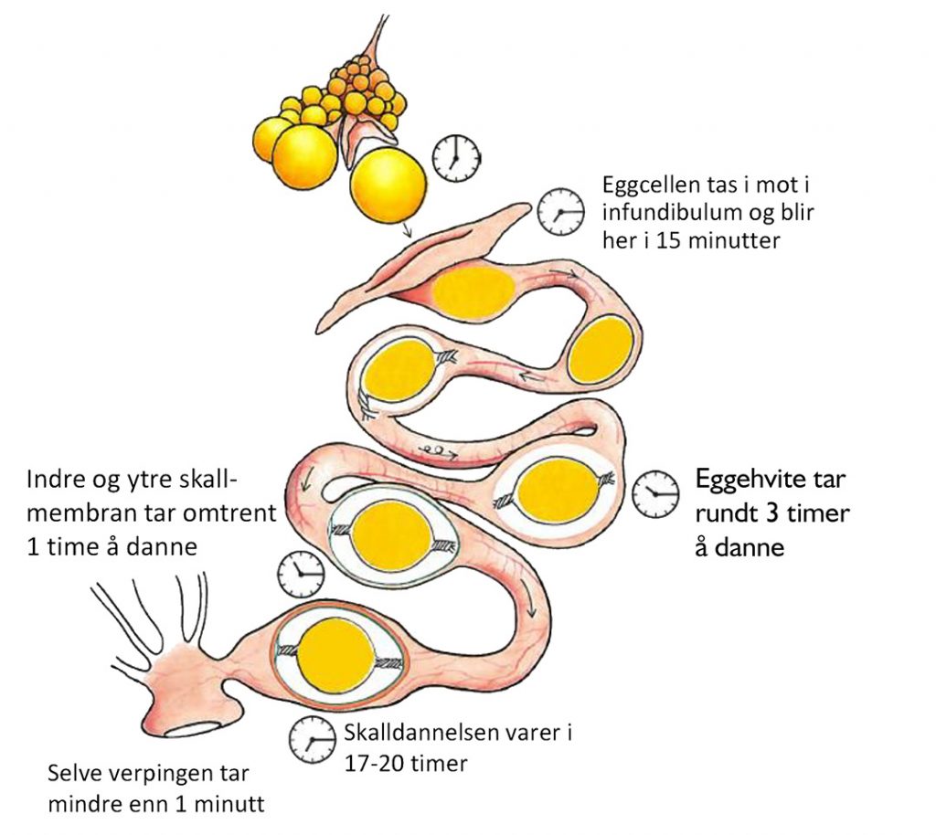 Eggeskallet: Superkrefter rett fra naturen - Bondevennen