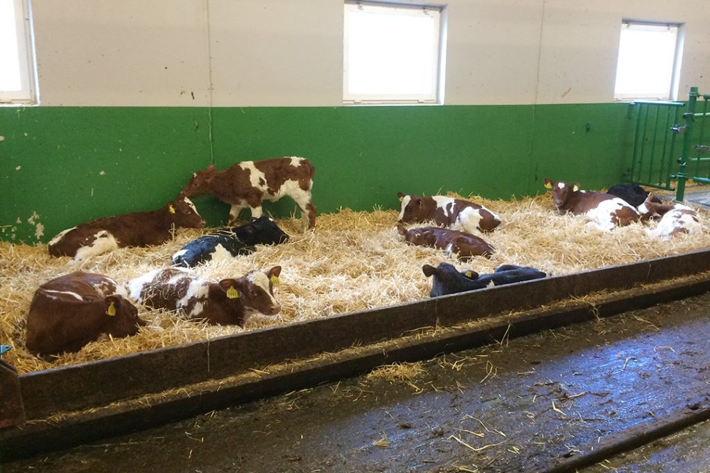 Ta ekstra godt vare på kalven i den kalde årstida - Bondevennen