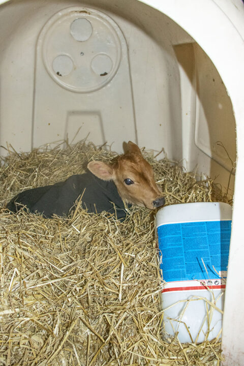 Kle på kalven i kulda! - Bondevennen