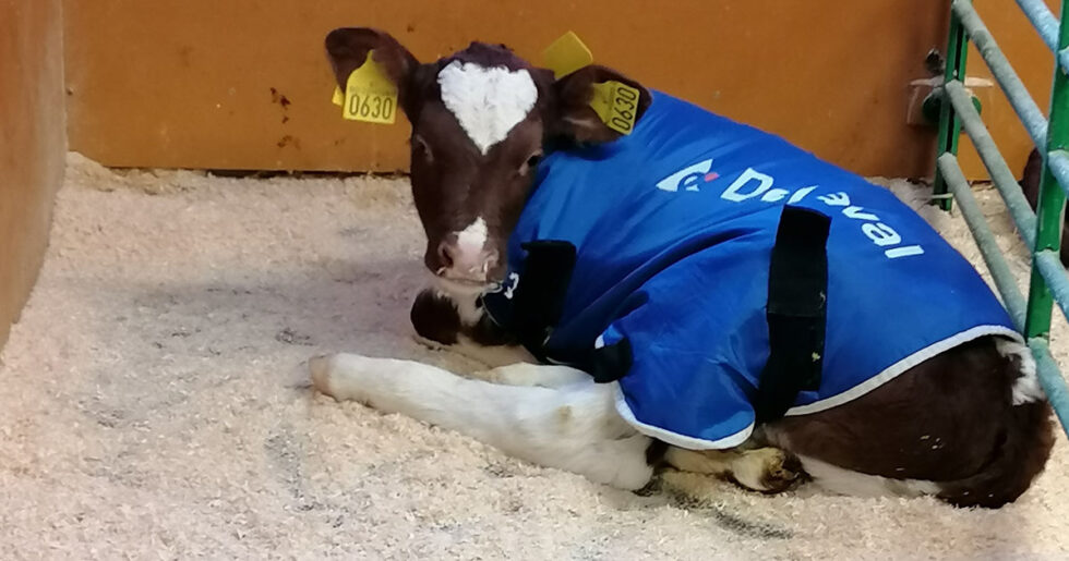 God kalveoppstalling - Bondevennen