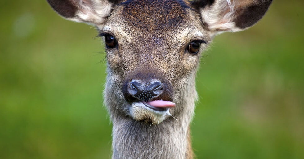 Skadeverknad av hjortebeiting i eng - Bondevennen