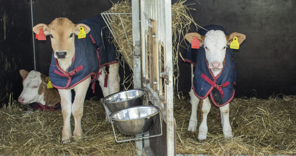 Kle på kalven i vinter! - Bondevennen