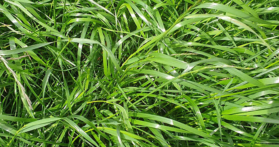 Rai-rai…raigras! (Reprise) - Bondevennen