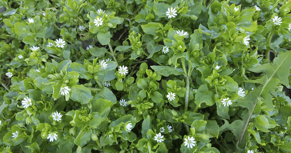 Vassarven på frammarsj - Bondevennen