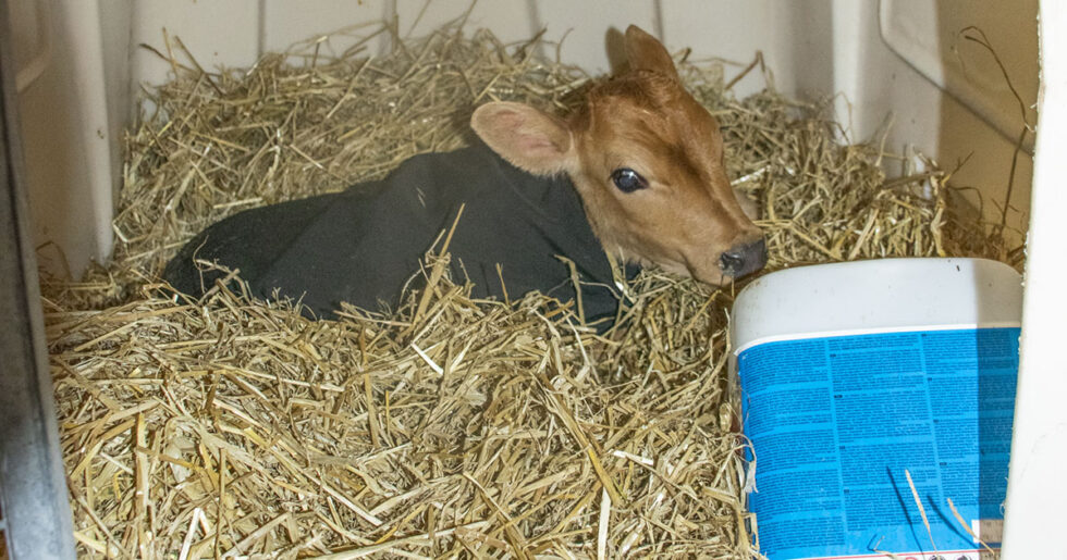 Ta vare på kalven i vinter - Bondevennen