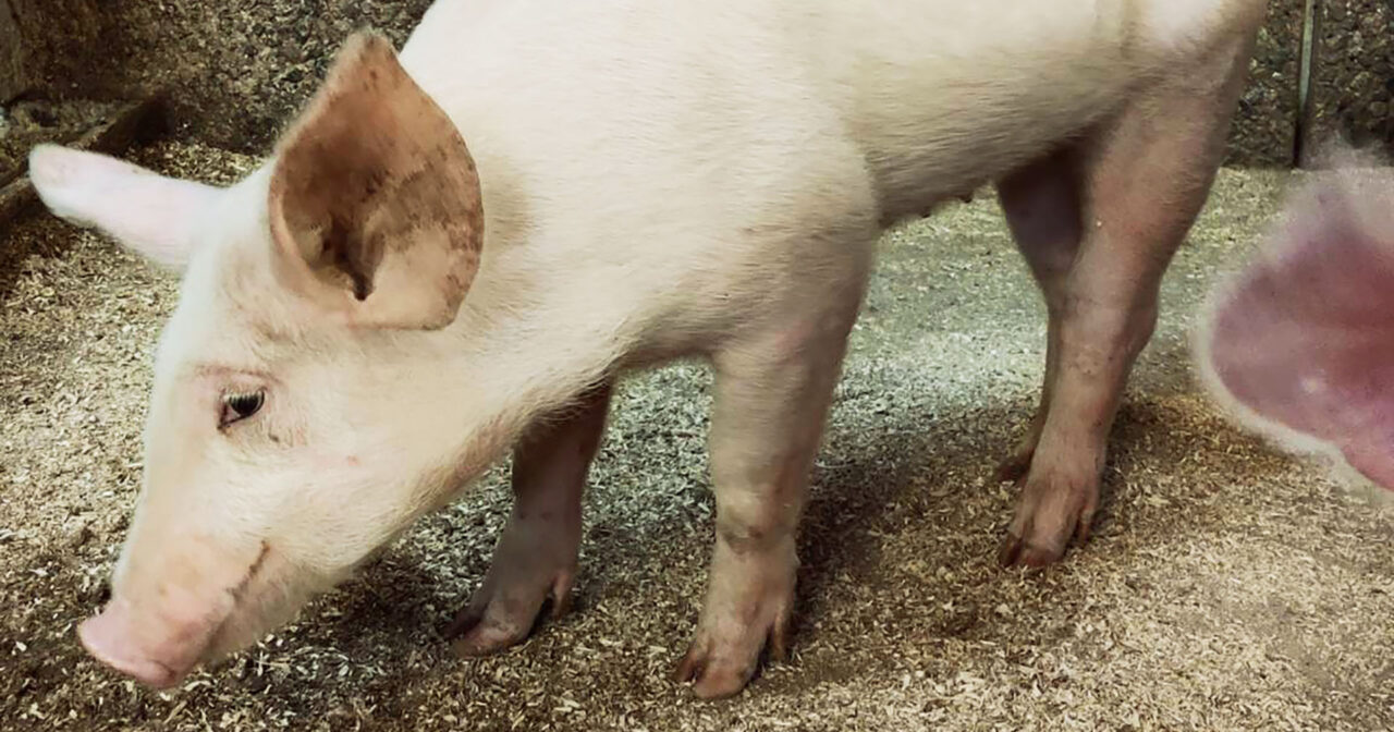 Svinedysenteri - sjelden, men farlig - Bondevennen