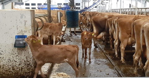 Samvær ku og kalv - en utfordring for celletall og jurhelsa - Bondevennen