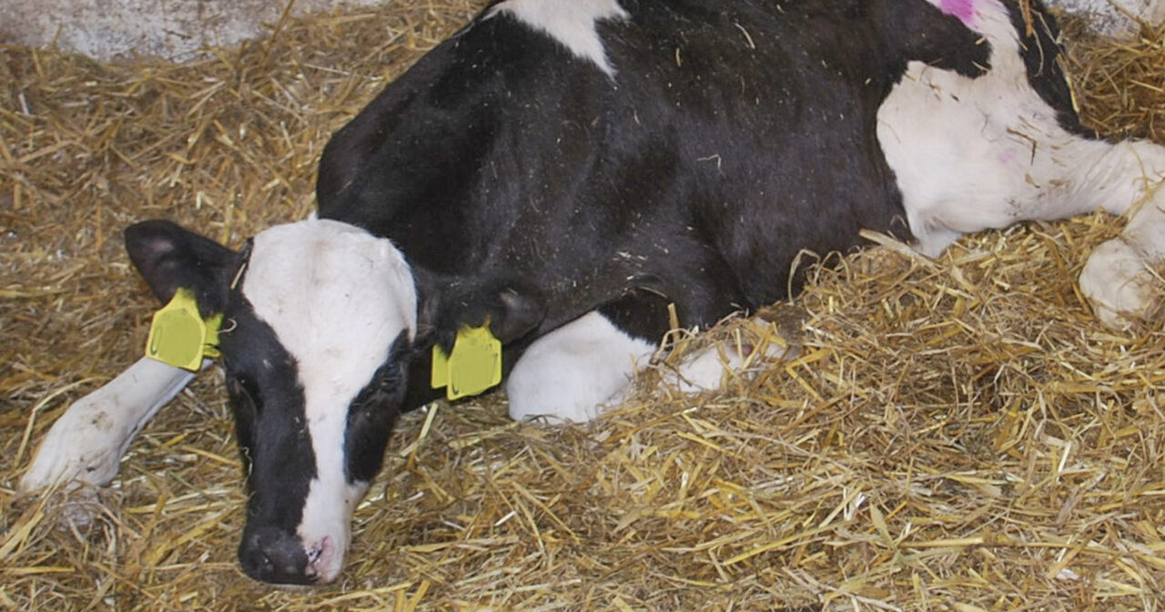 Hva sier kalven? - Bondevennen