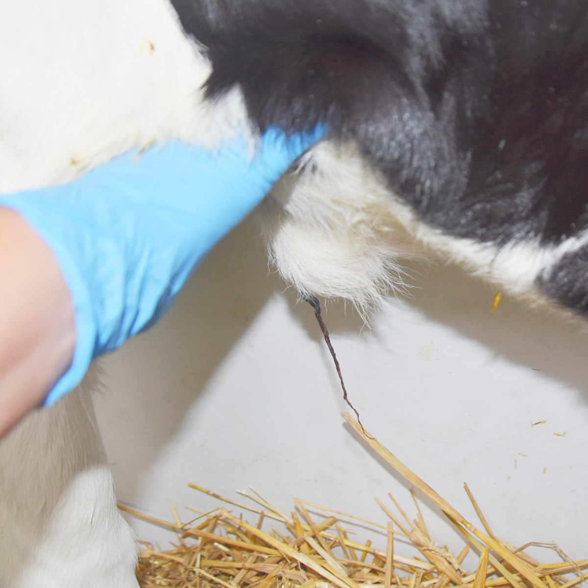 Sjekk om kalven har navlebetennelse. Foto: Fruerlund Farm Management ...